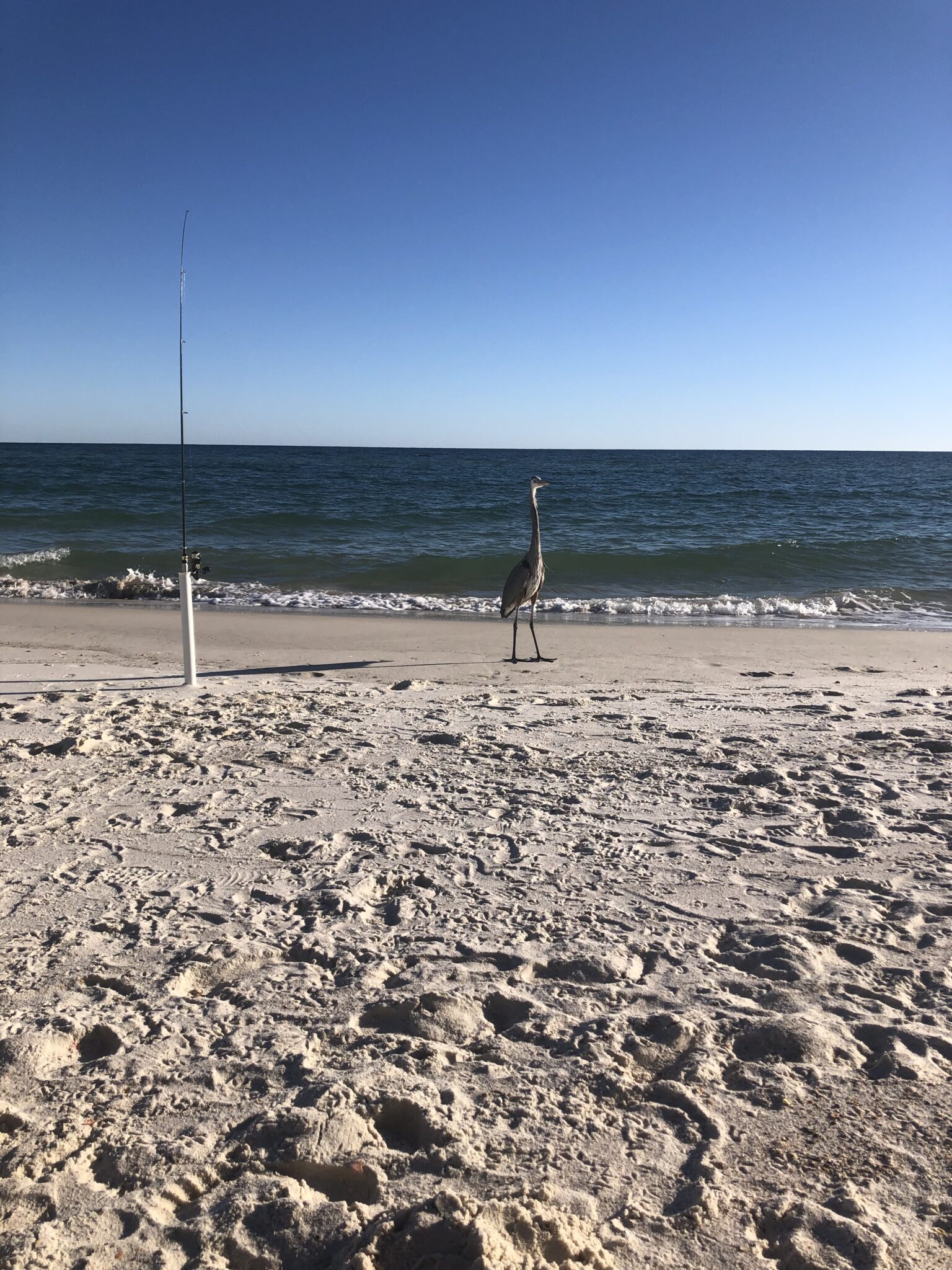 The Ultimate Guide to the Best Surf Fishing in Myrtle Beach, SC ...